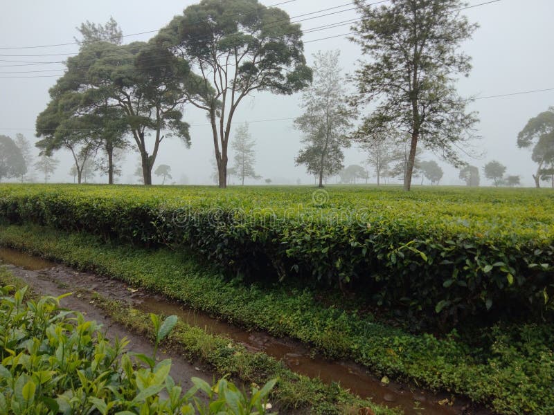 Beautiful Expanse of Tea Gardens Stock Image - Image of farm, beautiful ...