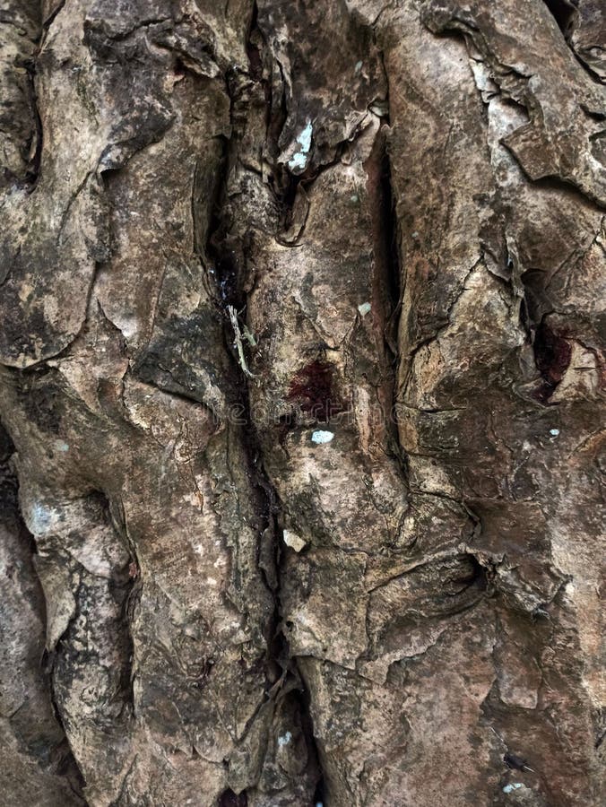Beautiful Expressive Tree Bark for Background, Photo Stock Image ...