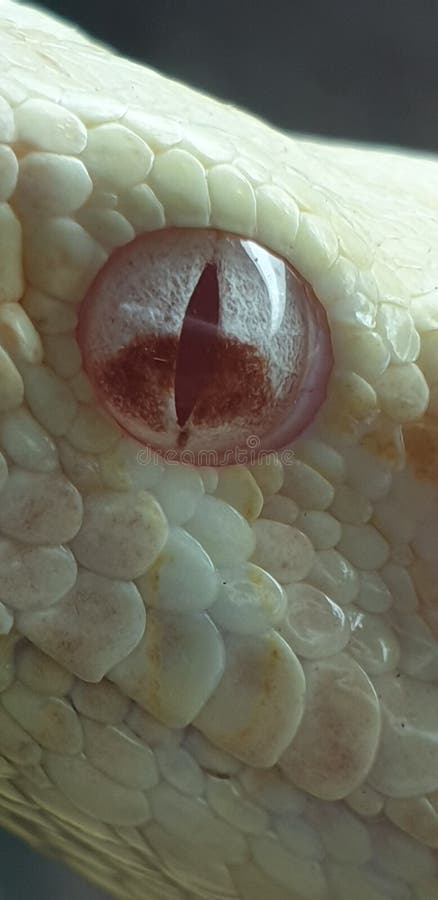 Beautiful eye of python stock photo. Image of venom - 176488384