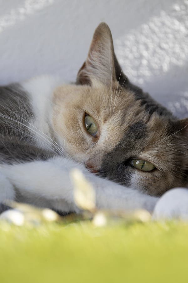 Beautiful Eyes of 3-color Cat in the Garden Stock Image - Image of ...