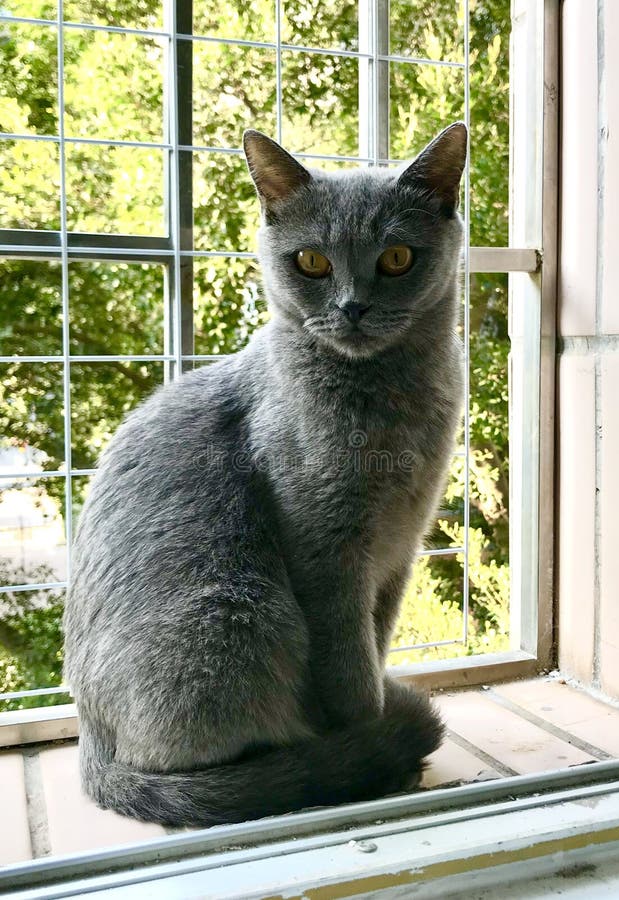 Cat gaze stock photo. Image of eyes, beautiful, gaze - 145070072