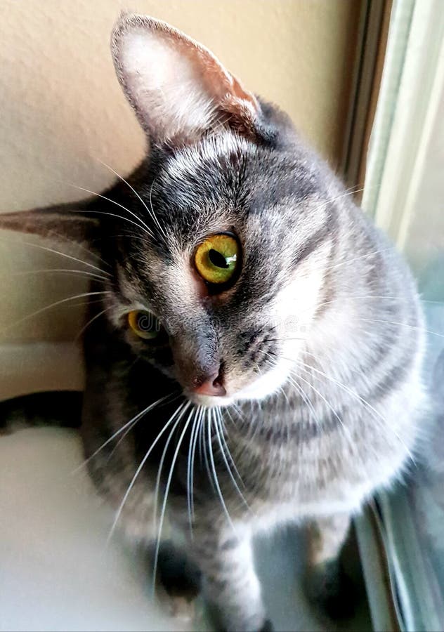 Beautiful eyes grey cat stock image. Image of tabby - 125126259
