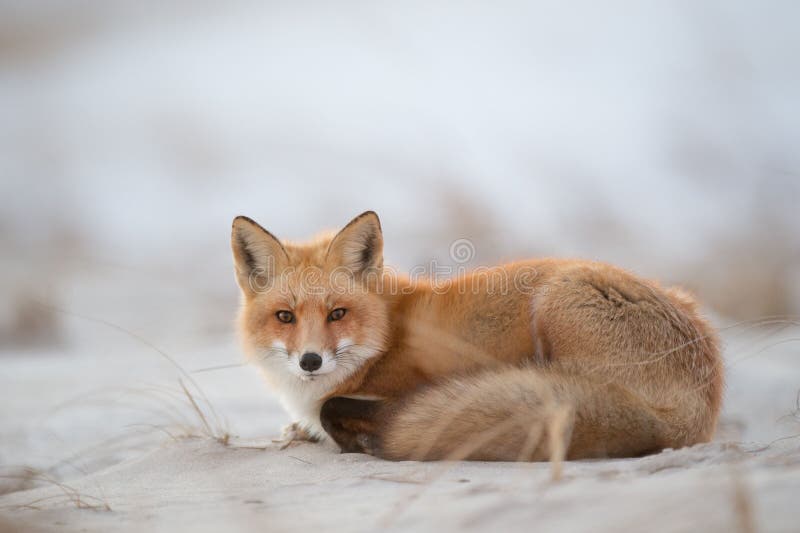 Beautiful Ezo Red Fox Laying on the Sand Stock Photo - Image of fauna ...