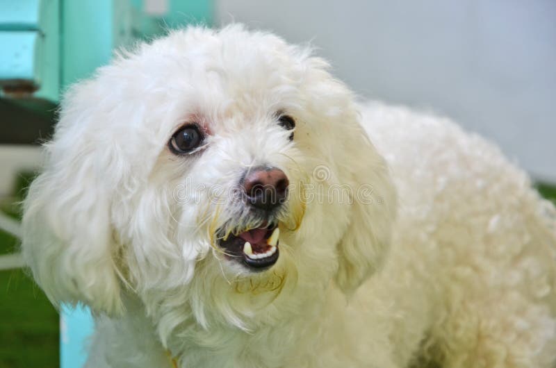 Angry Poodle Stock Photos - Free & Royalty-Free Stock Photos from ...