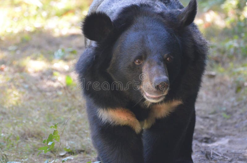Beautiful Face of a Black Sun Bear Walking Along Stock Photo - Image of ...