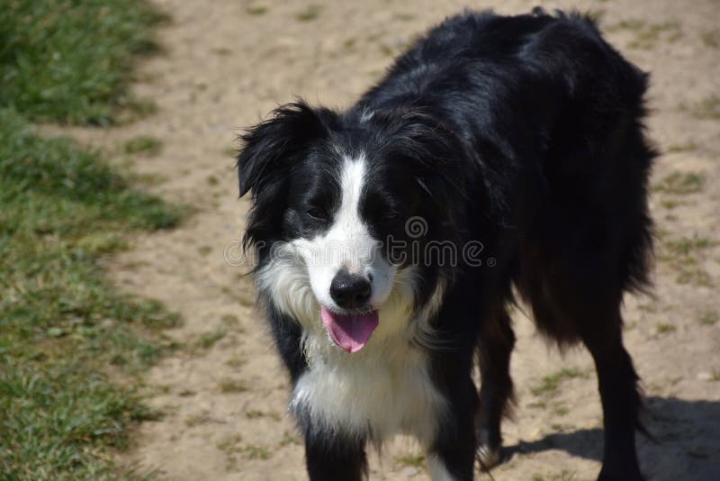 Beautiful Face of a Border Collie Dog Up Close Stock Photo - Image of ...