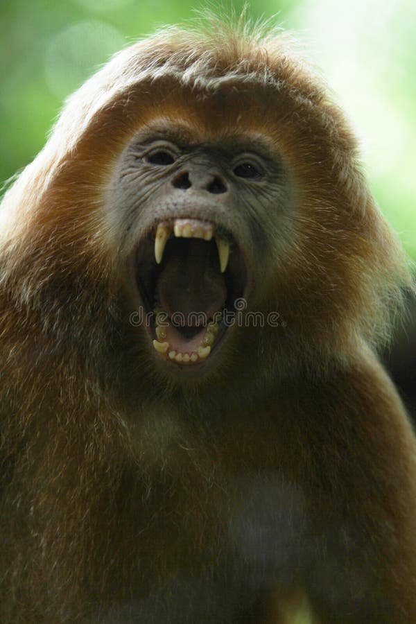 Grinning face stock photo. Image of cute, face, grinning - 268183672