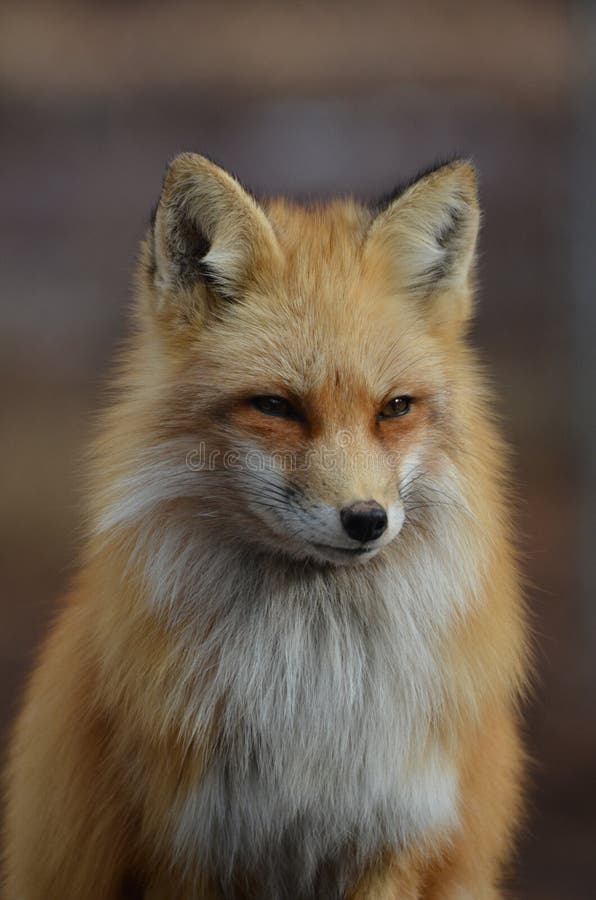 Beautiful Face of a Red Fox Stock Photo - Image of mammal, candid: 74387810