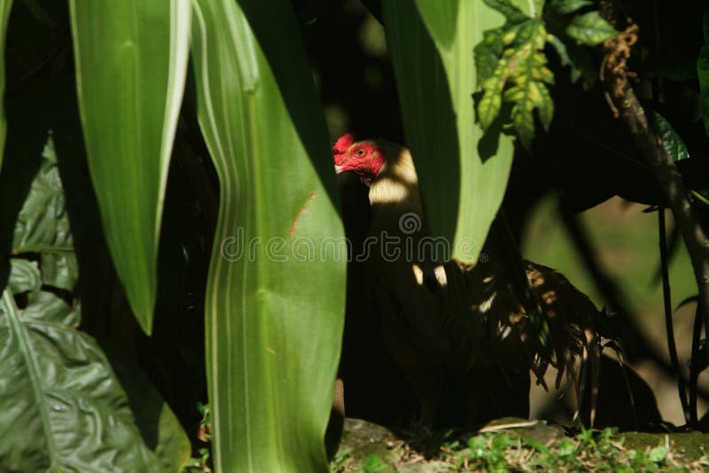 The Beautiful Face of a Rooster among the Leaves Stock Image - Image of ...