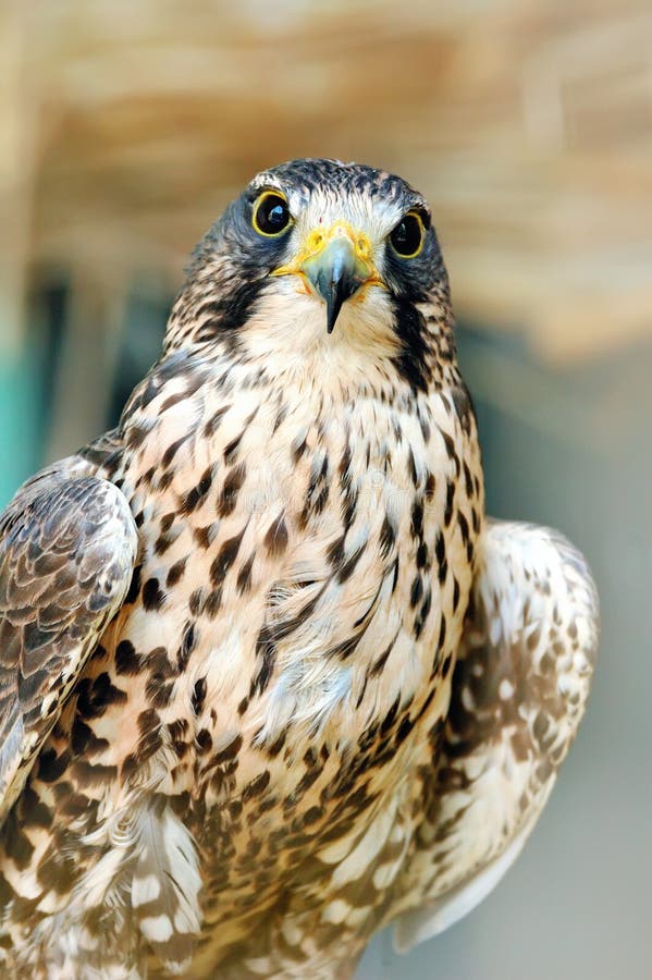 Beautiful falcon stock image. Image of feather, bird - 22685279