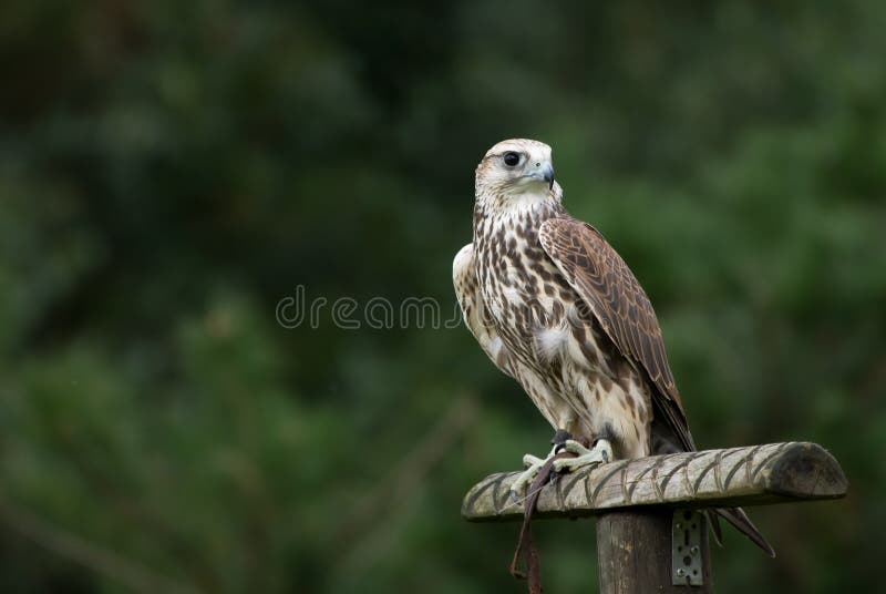 Beautiful falcon stock photo. Image of hunter, plumage - 3197884