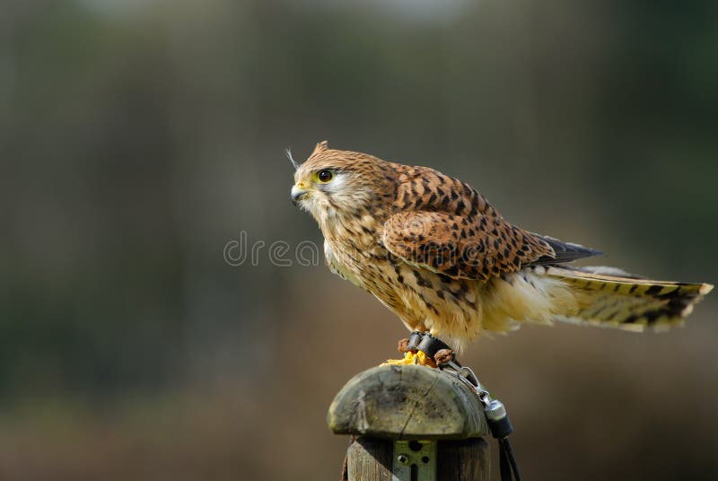Beautiful falcon stock photo. Image of sitting, conservation - 4766436