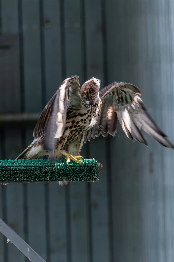 Beautiful falcon stock image. Image of beak, forest, beautiful - 94075715