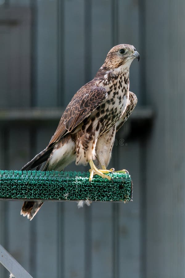 Beautiful falcon stock image. Image of bill, falco, black - 94085881