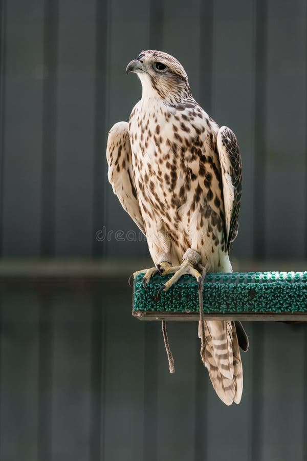Beautiful falcon stock photo. Image of branch, head, closeup - 94085788