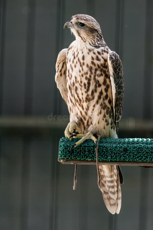 Beautiful falcon stock image. Image of falco, feather - 94085797
