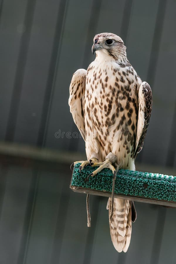 Beautiful falcon stock photo. Image of cherrug, closeup - 94085866