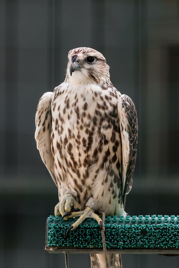 Beautiful falcon stock image. Image of bill, falco, black - 94085881