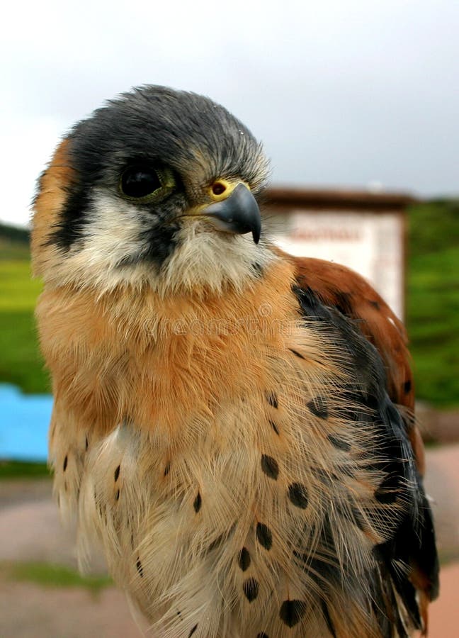 Beautiful Falcon with Earth Tone Colors Stock Image - Image of earth ...
