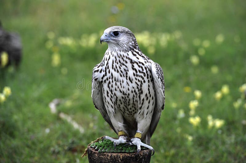 Beautiful Falcon Trained To Hunt Stock Photo - Image of bird, animals ...