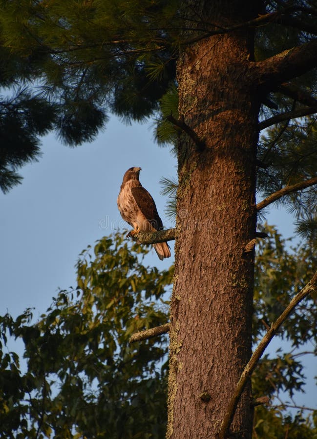 Beautiful Falcon in a Tree in the Summer Stock Photo - Image of animal ...
