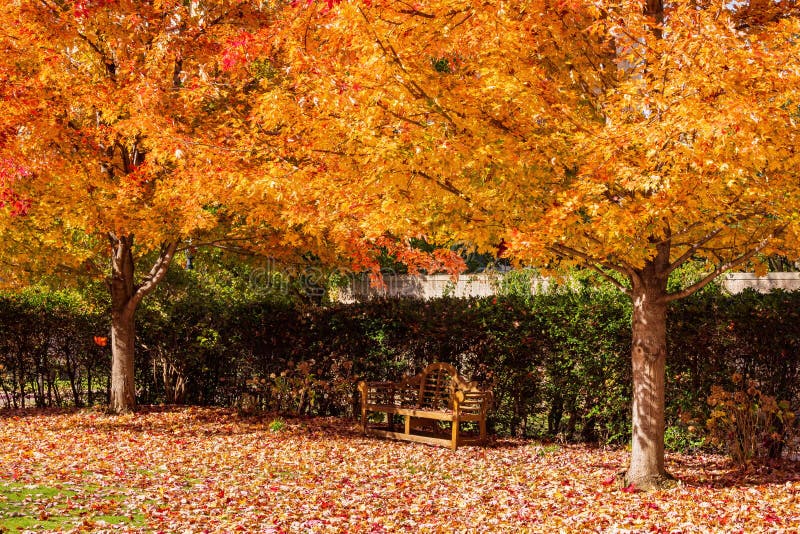 Beautiful Fall Color of the Health Sciences Campus, University of ...