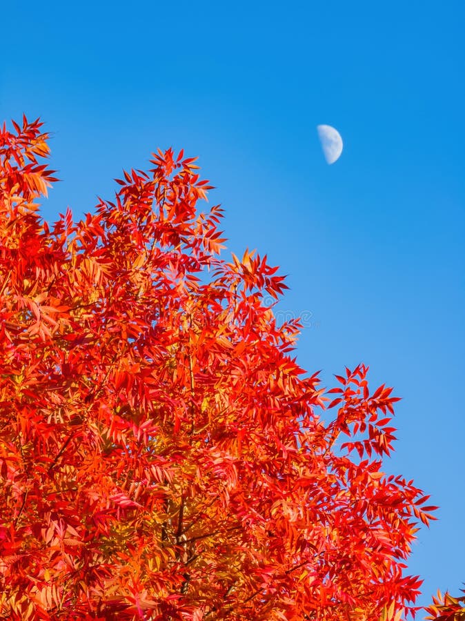 Beautiful Fall Color View of the Campus of Univeristy of Oklahoma Stock ...