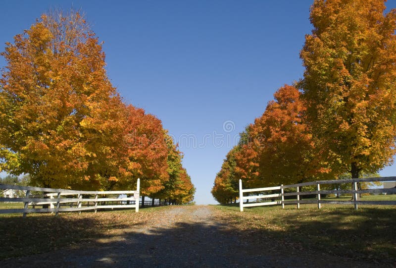 Beautiful Fall Colored Lane Stock Photo - Image of fall, driveway: 18567648