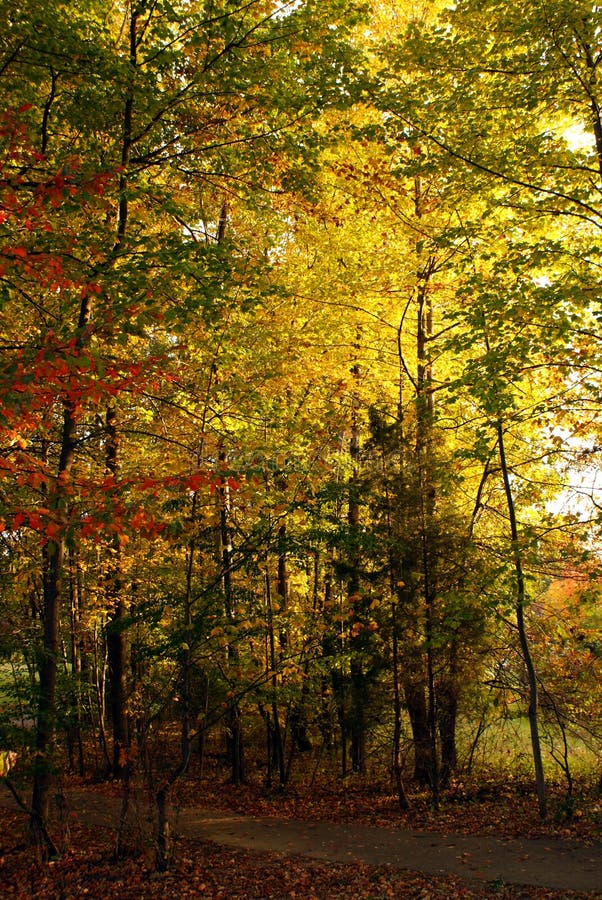Beautiful fall colors stock image. Image of cooler, yellow - 11321599