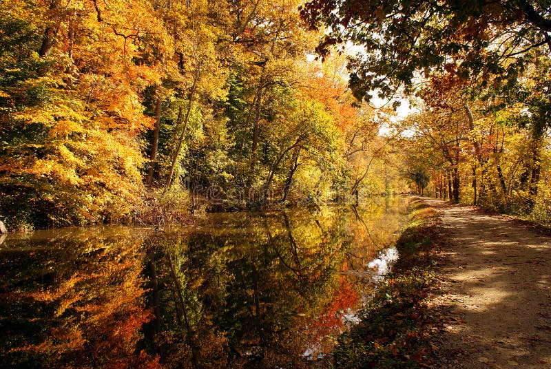 Beautiful fall colors stock photo. Image of foliage, tall - 11772006