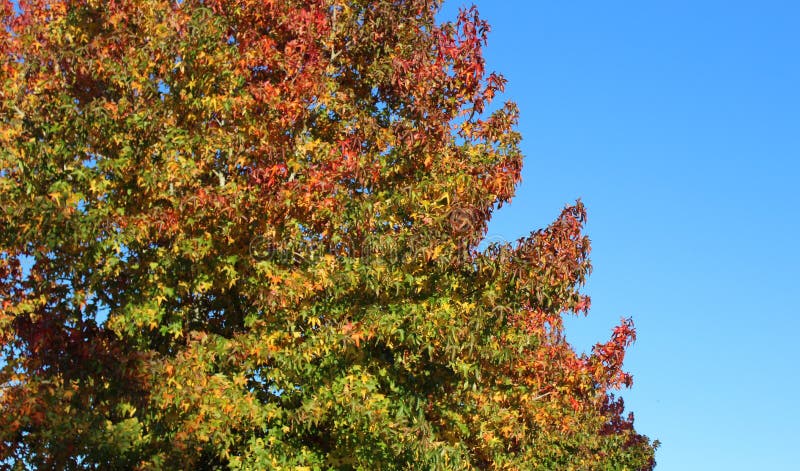 Beautiful Autumn Foliage with Blue Sky Stock Photo - Image of breeze ...