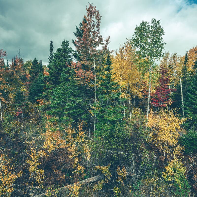 Beautiful Fall Colors in a Forest Stock Image - Image of colors ...