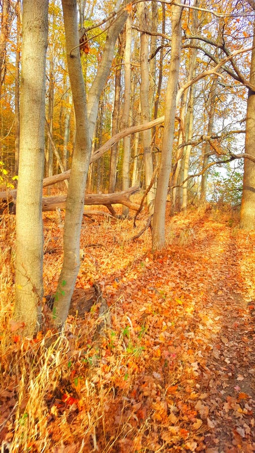 Beautiful fall colors stock image. Image of fall, beautiful - 80710689