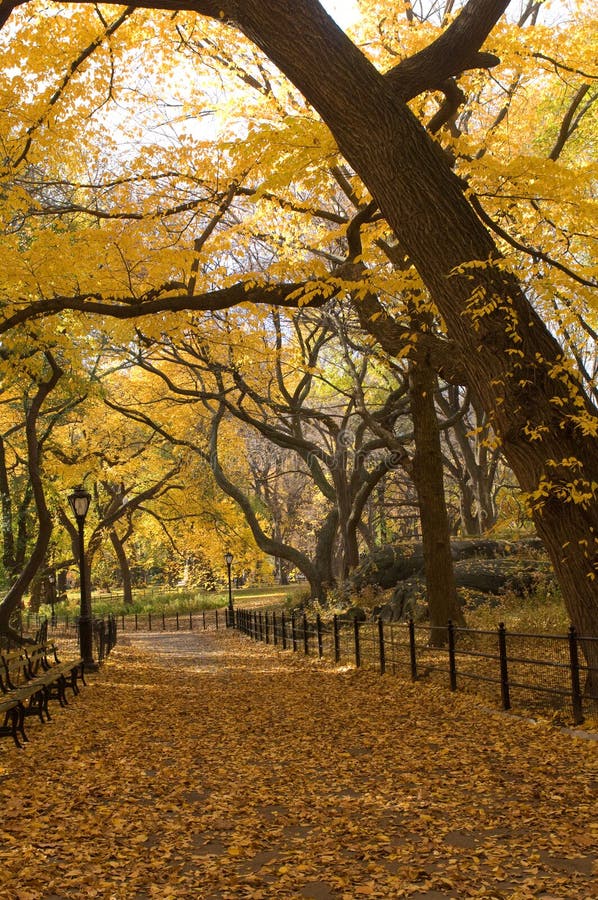 Beautiful Fall Day stock photo. Image of lane, yellow - 11064778