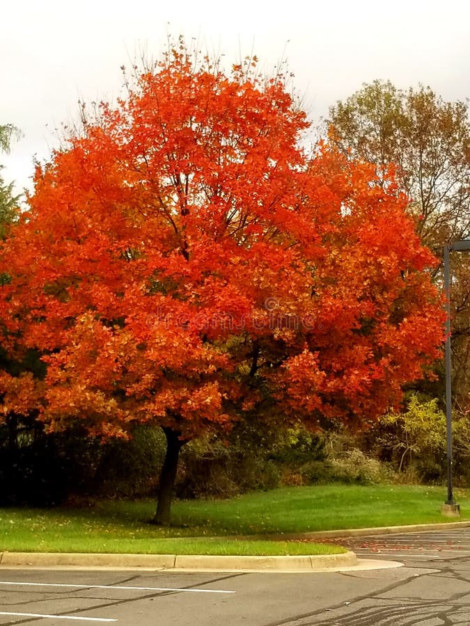 Fall Beauty stock image. Image of autumn, beautiful - 103588557