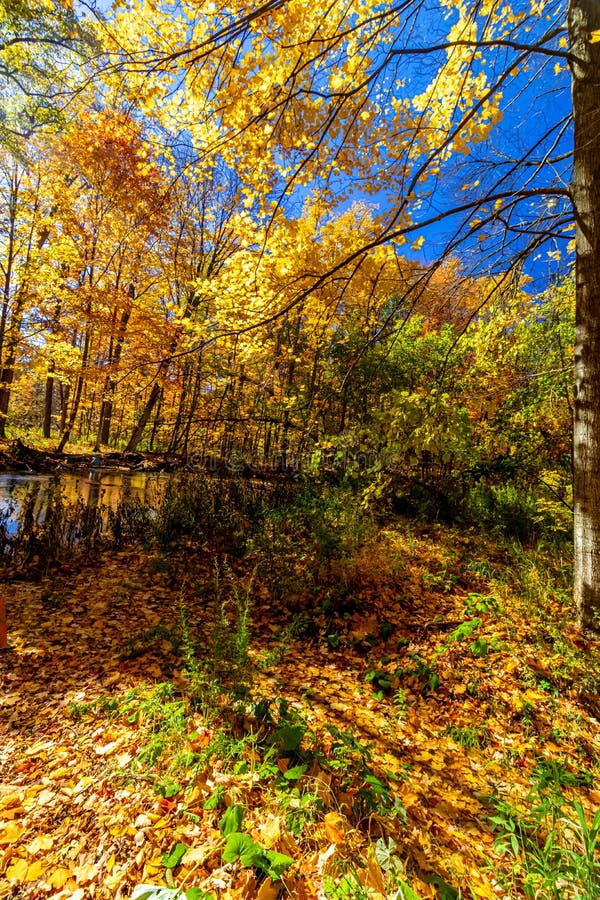 Beautiful Fall Day Inside the Forest by the Creek, Central Canada, on ...