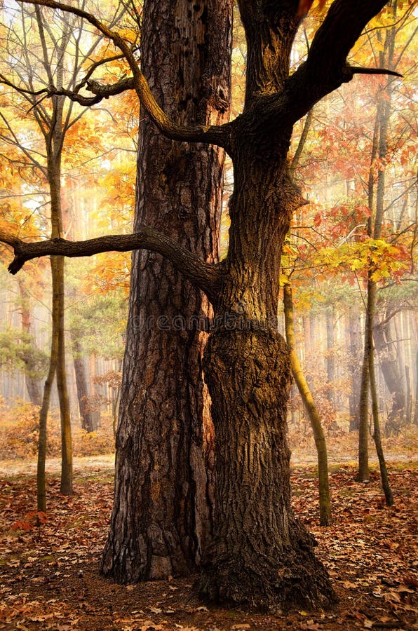 Beautiful fall forest stock photo. Image of backlit, park - 26906862