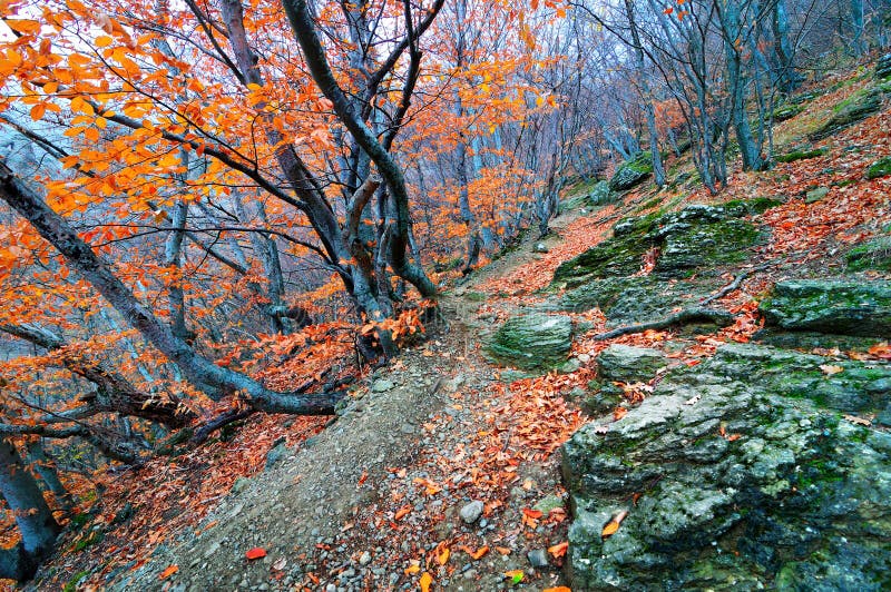 Beautiful fall forest stock image. Image of leaves, orange - 34223137