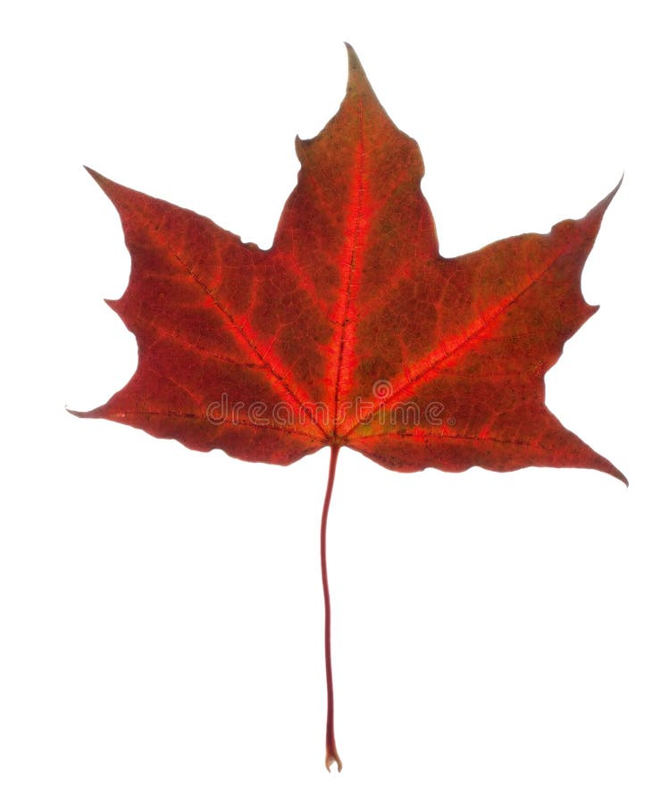 Beautiful Fall Leaf Picture. Image: 21267223