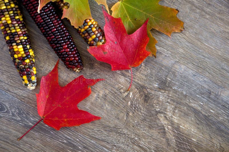 Beautiful Fall Maple Leaves and Colored Corn on a Cob on Barn Wood ...
