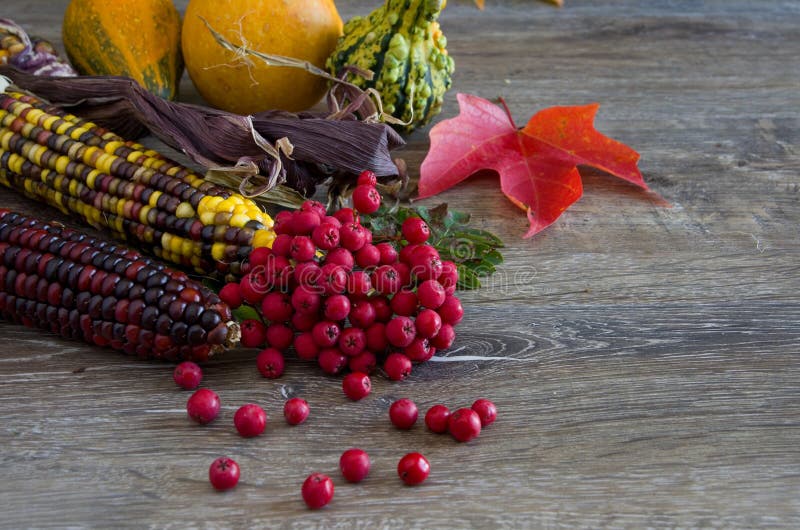 Beautiful Fall Maple Leaves, Red Berries and Colored Corn on a Cob on ...