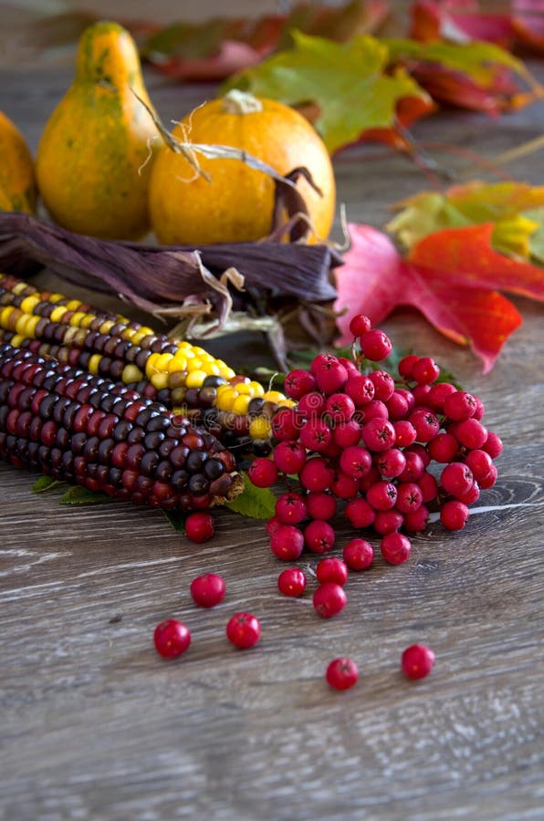 Beautiful Fall Maple Leaves, Red Berries and Colored Corn on a Cob on ...