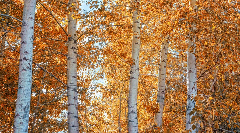 A Beautiful Fall Scene with Aspen Trees Turning Orange in the Woods ...