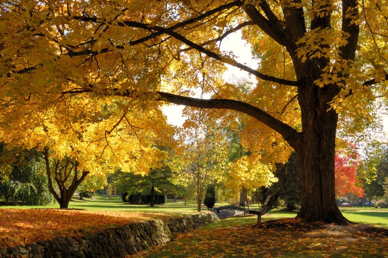 Fall Scene stock image. Image of fall, bridge, nature - 29775875