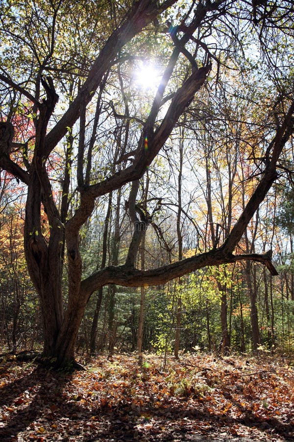 Beautiful Fall Scene with Tree in the Woods Stock Photo - Image of tree ...