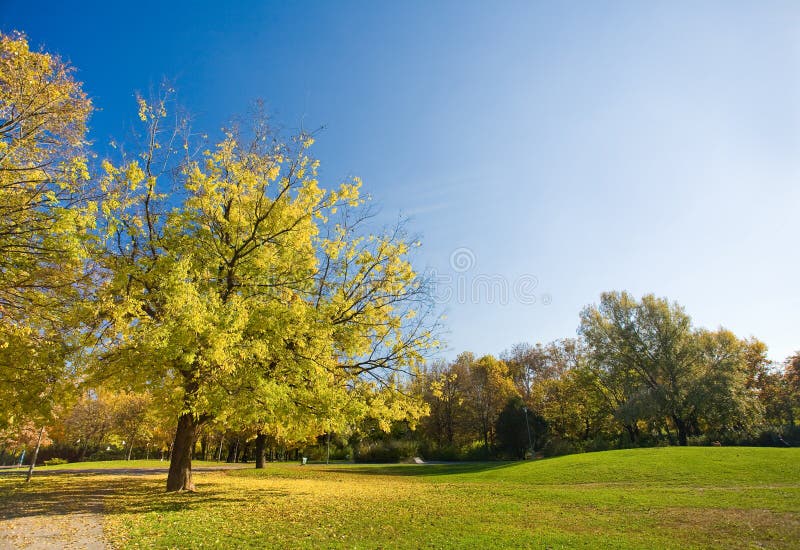 Beautiful fall scenery. stock photo. Image of plants - 17213784