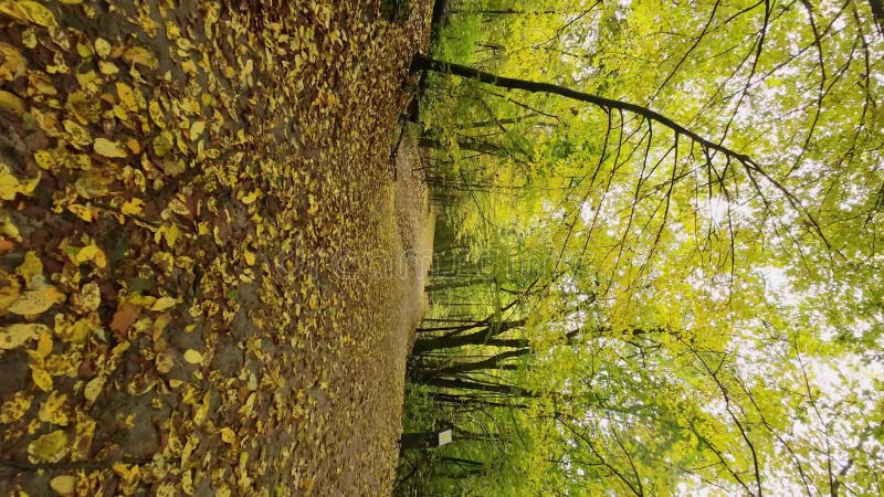 Beautiful Autumn Landscape in the Forest. Vertical Video Stock Video ...