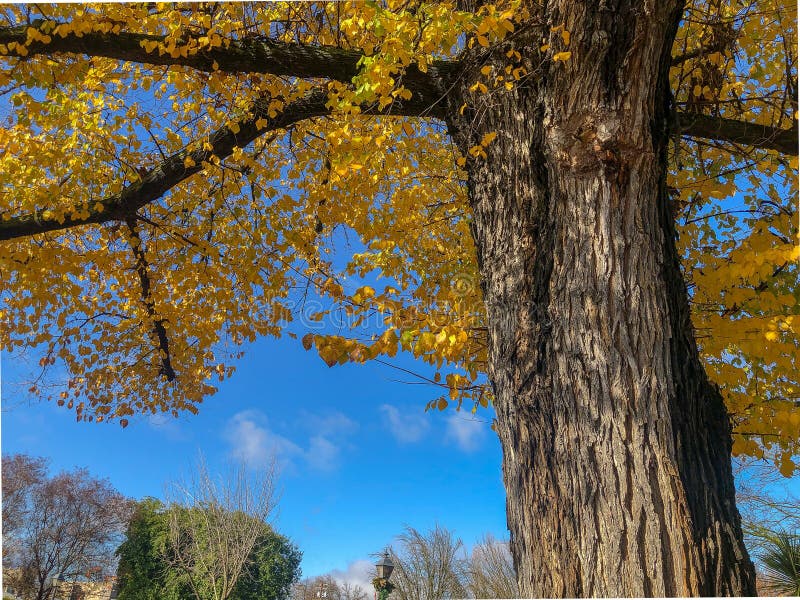 Beautiful Fall Setting with Trees and Leaves Stock Image - Image of ...