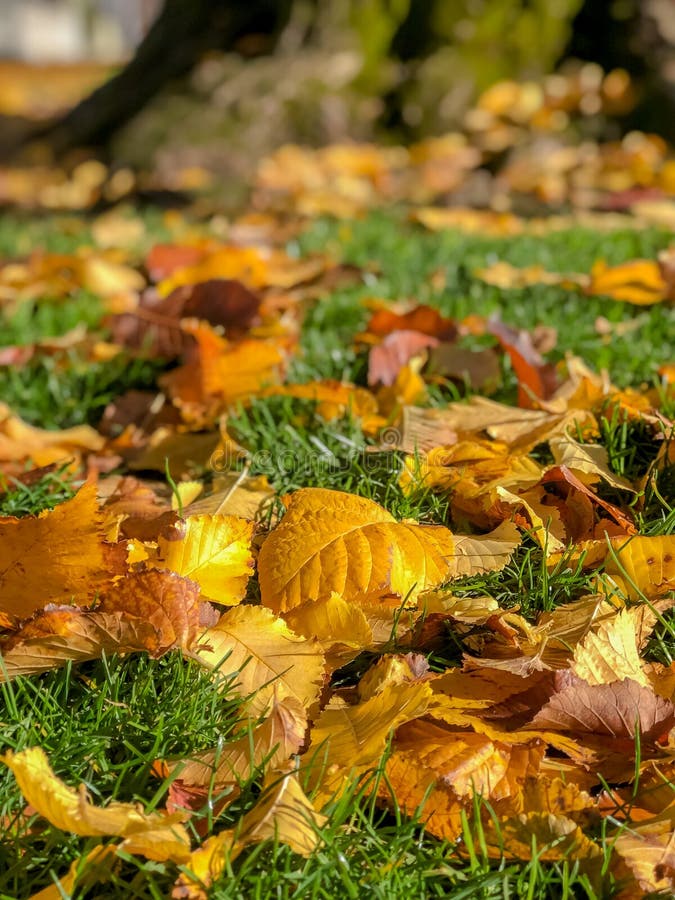 Beautiful Fall Setting with Trees and Leaves Stock Image - Image of ...