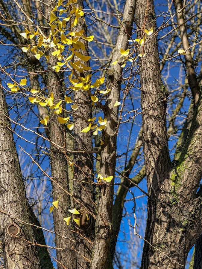 Beautiful Fall Setting with Trees and Leaves Stock Image - Image of ...